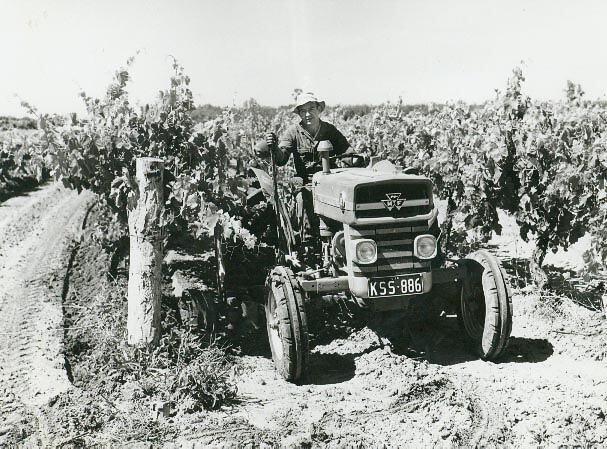 Photograph - Massey Ferguson, MF135 Tractor & Cultivator, circa 1965