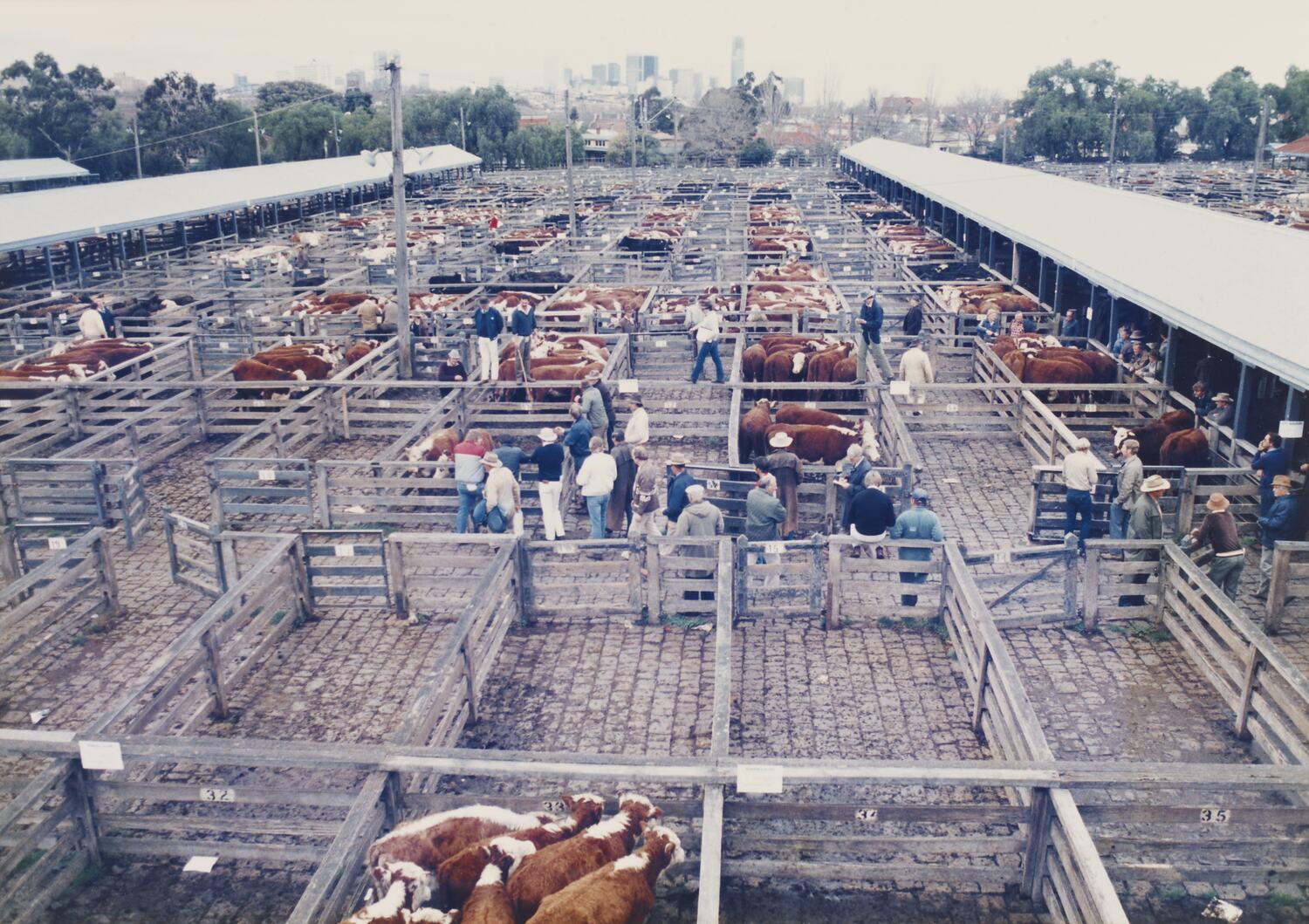 Digital Photograph - Cattle Sale, Newmarket Saleyards, Newmarket, 1987