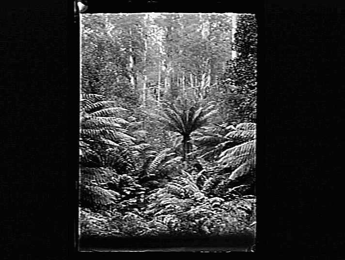 Glass Negative - Forest, by A.J. Campbell, Dandenong Ranges, Victoria ...