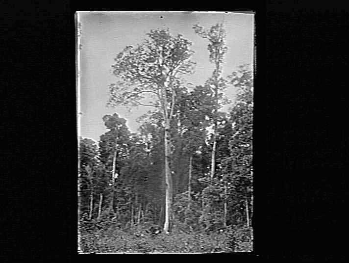 Glass Negative - Forest, by A.J. Campbell, Australia, circa 1900