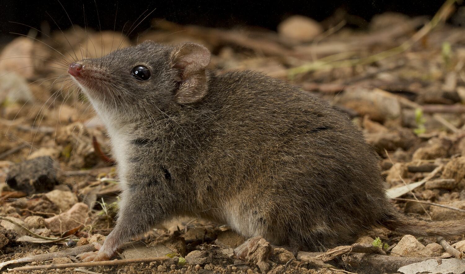 Antechinus agilis Dickman et al., 1998, Agile Antechinus