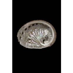 Haliotis scalaris emmae Reeve, 1846