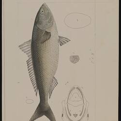 The Prodromus Collection