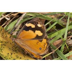 Heteronympha merope (Fabricius, 1775)