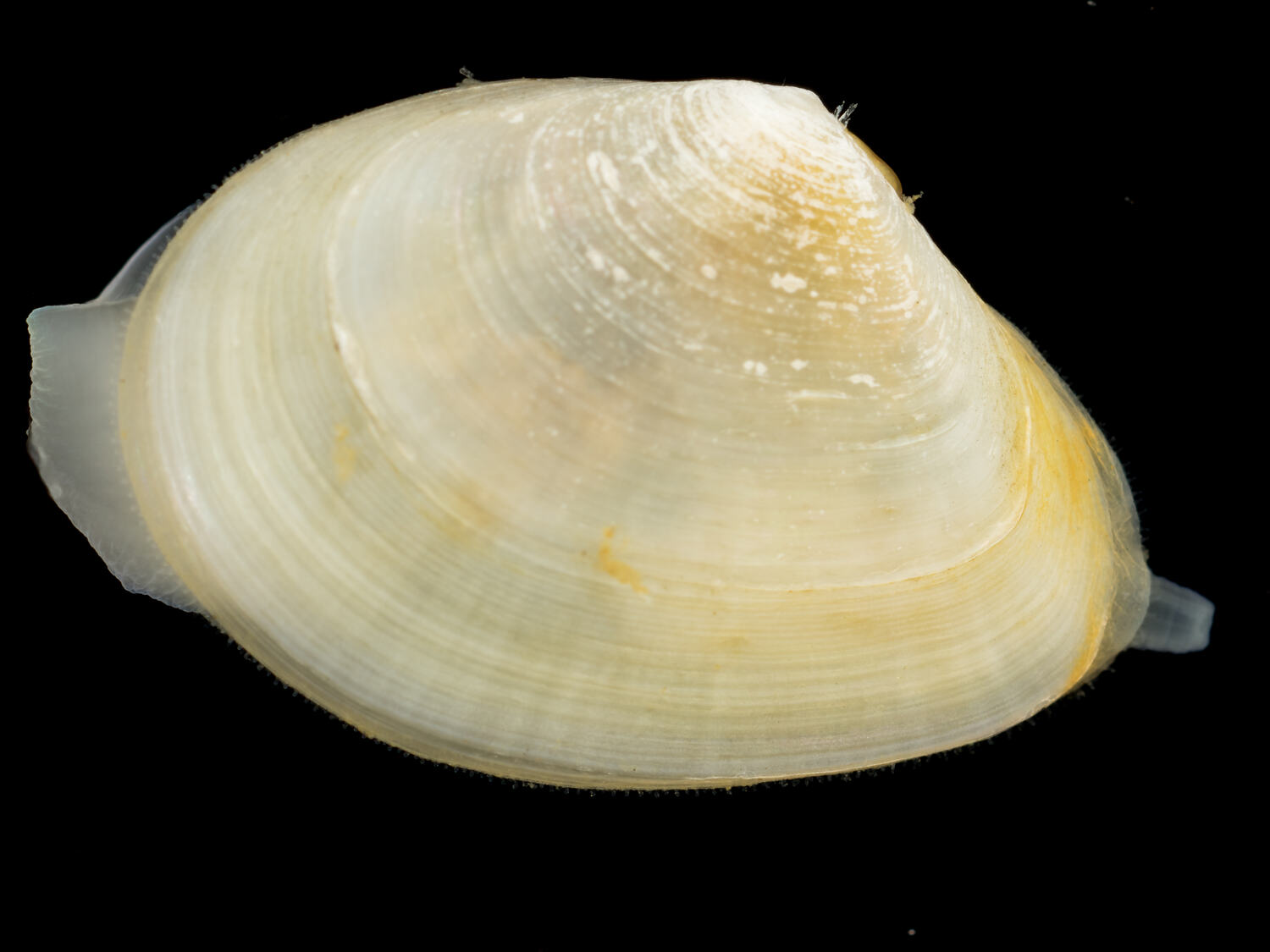 Tellina (Macomona) deltoidalis Lamarck, 1818