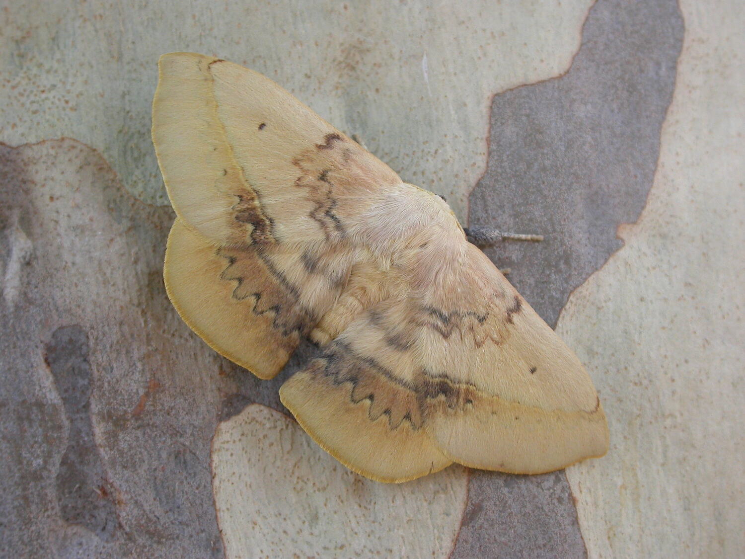 Anthela varia (Walker, 1855), Varied Anthelid