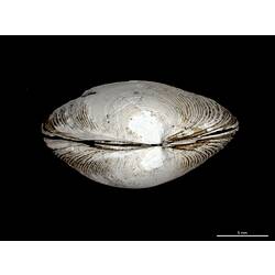 Katelysia rhytiphora (Lamy, 1935)