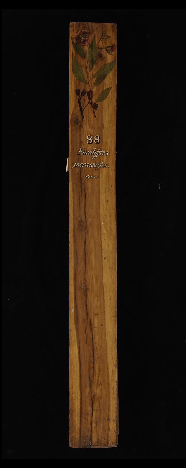 Timber Sample - Yellow Mallee, Eucalyptus incrassata, Victoria, 1885