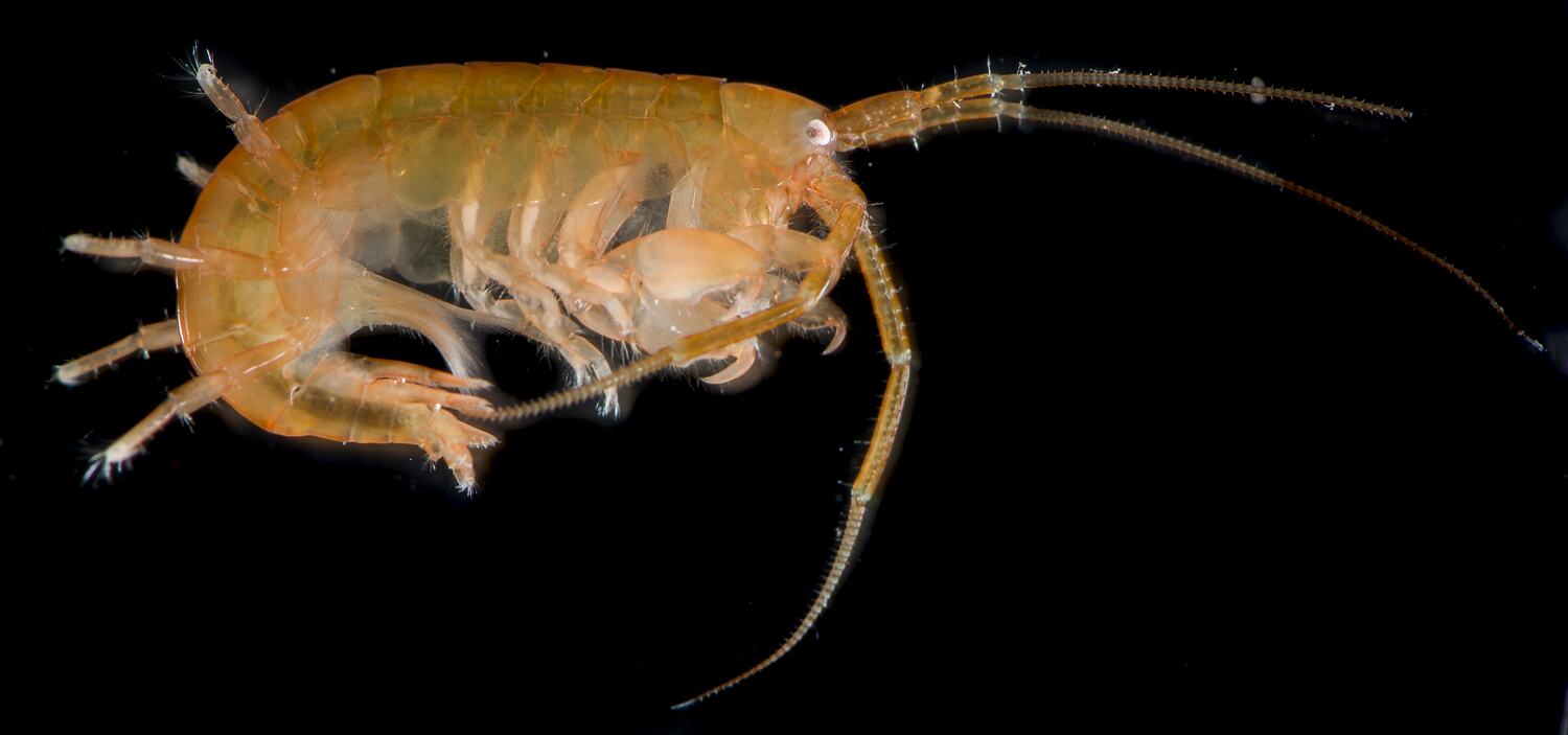 Ampithoidae Boeck, 1871