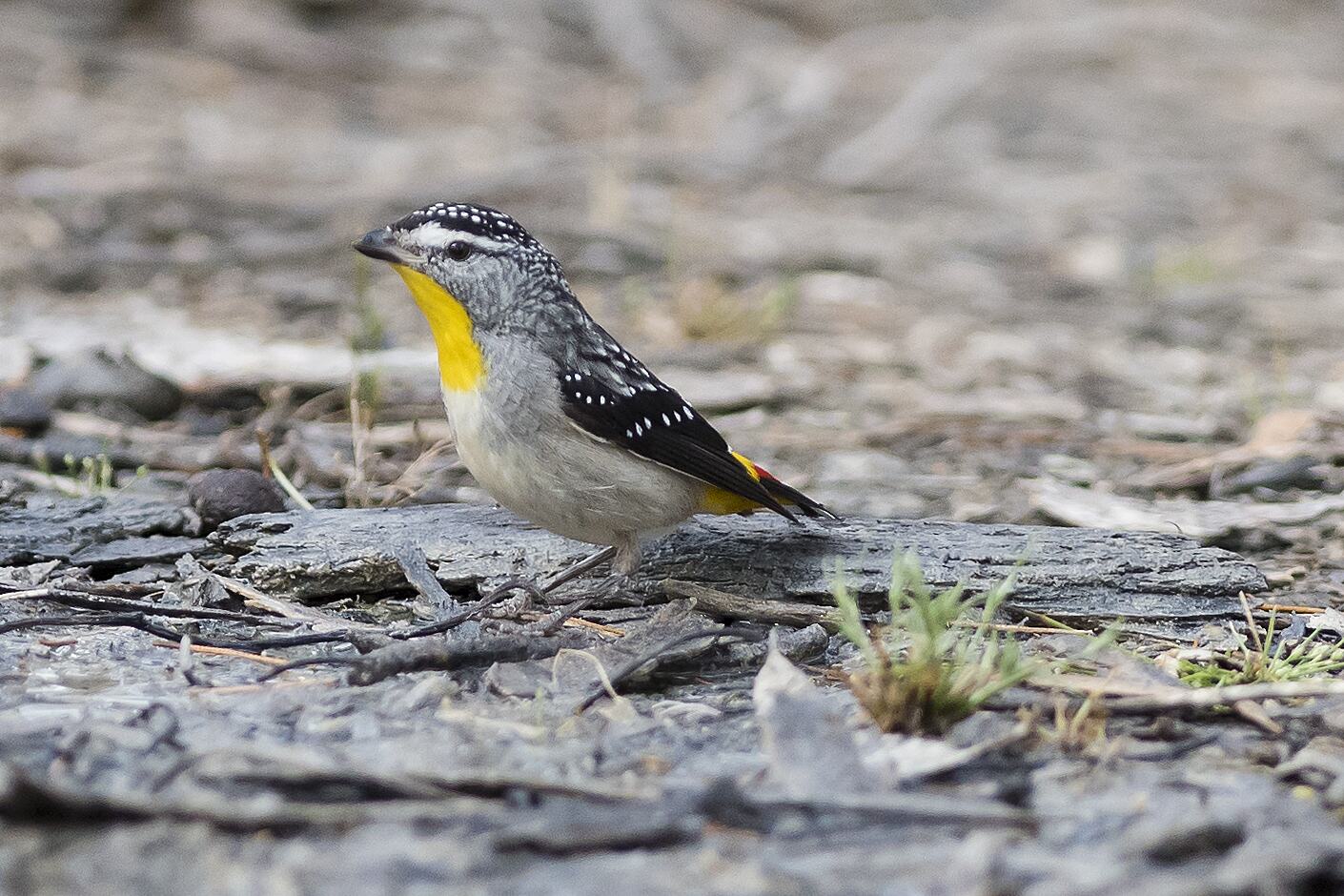 Pardalotus punctatus, Spotted Pardalote
