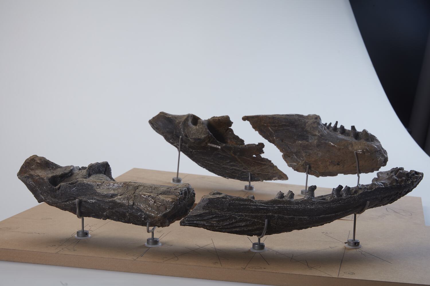 Koolasuchus cleelandi, Victoria's state fossil emblem