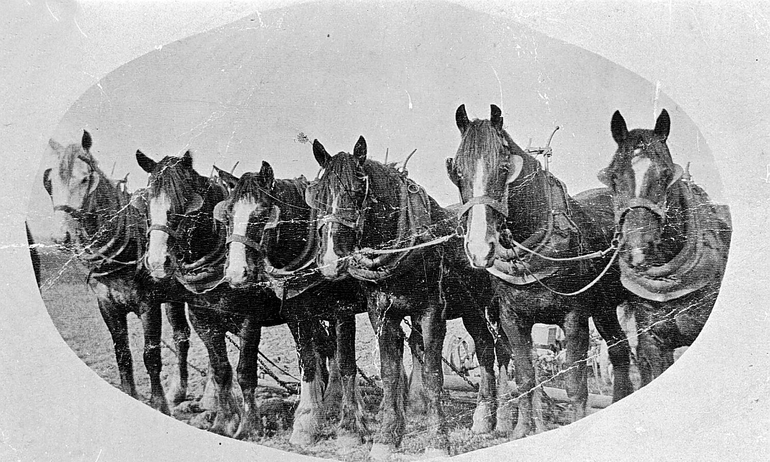 Negative - Six-Horse Team, Mount Mercer, Victoria, 1910-1920