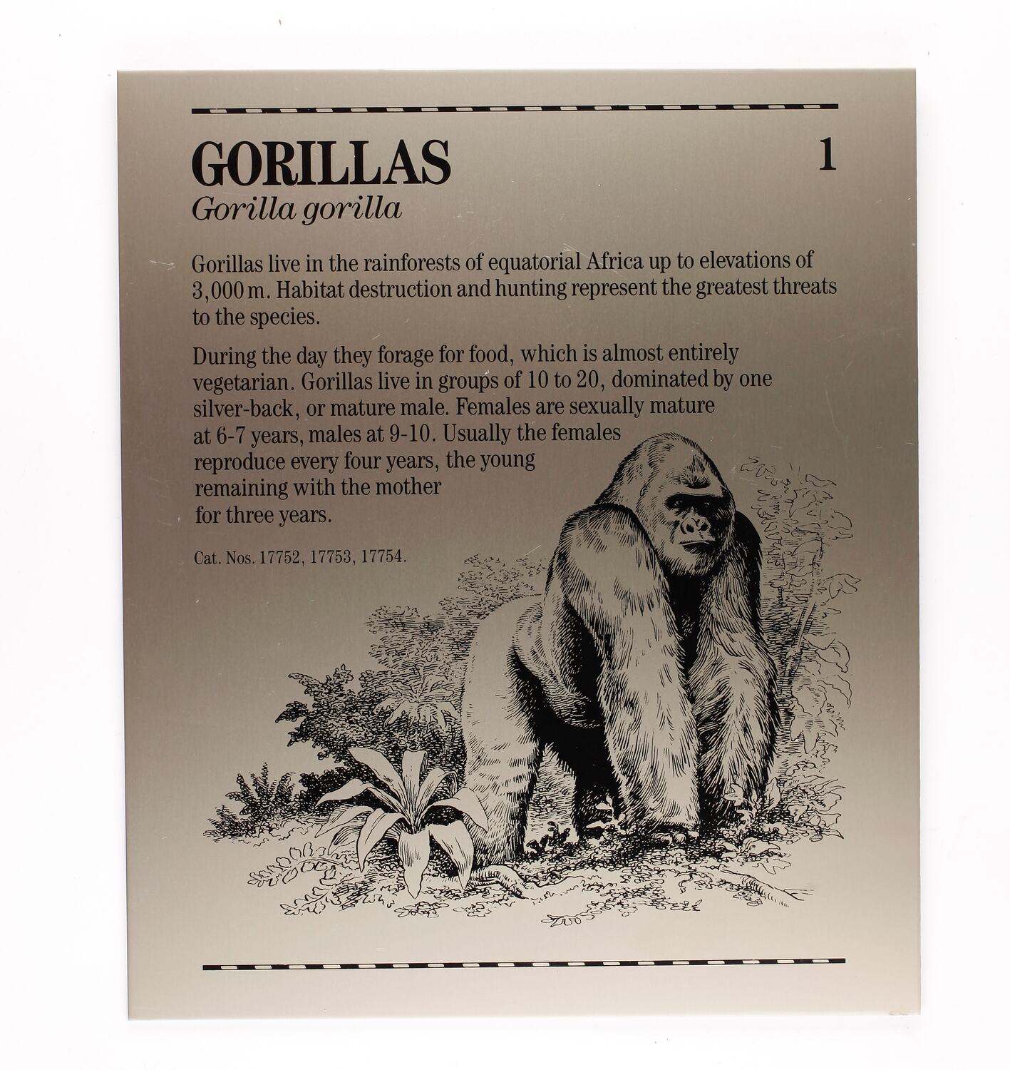 Exhibition Label - Gorilla, Museum of Victoria, Melbourne, circa 1985