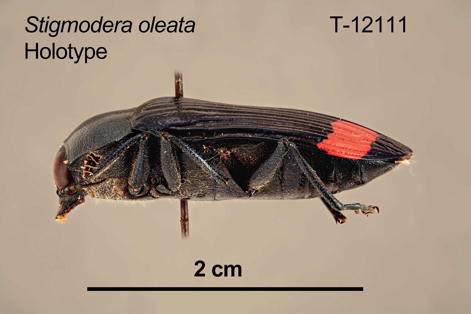Stigmodera oleata Blackburn, 1894