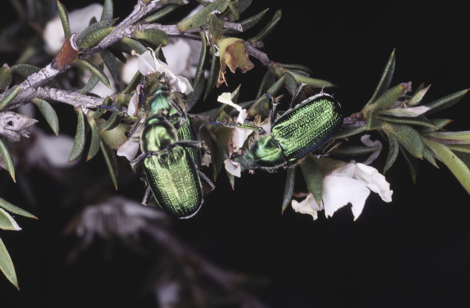 Diphucephala, Green Scarab Beetle
