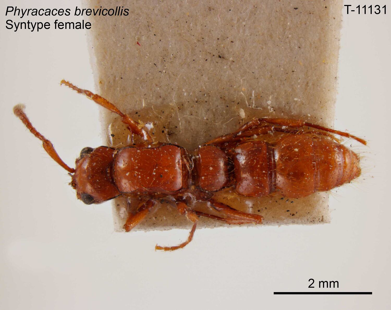Phyracaces brevicollis Clark