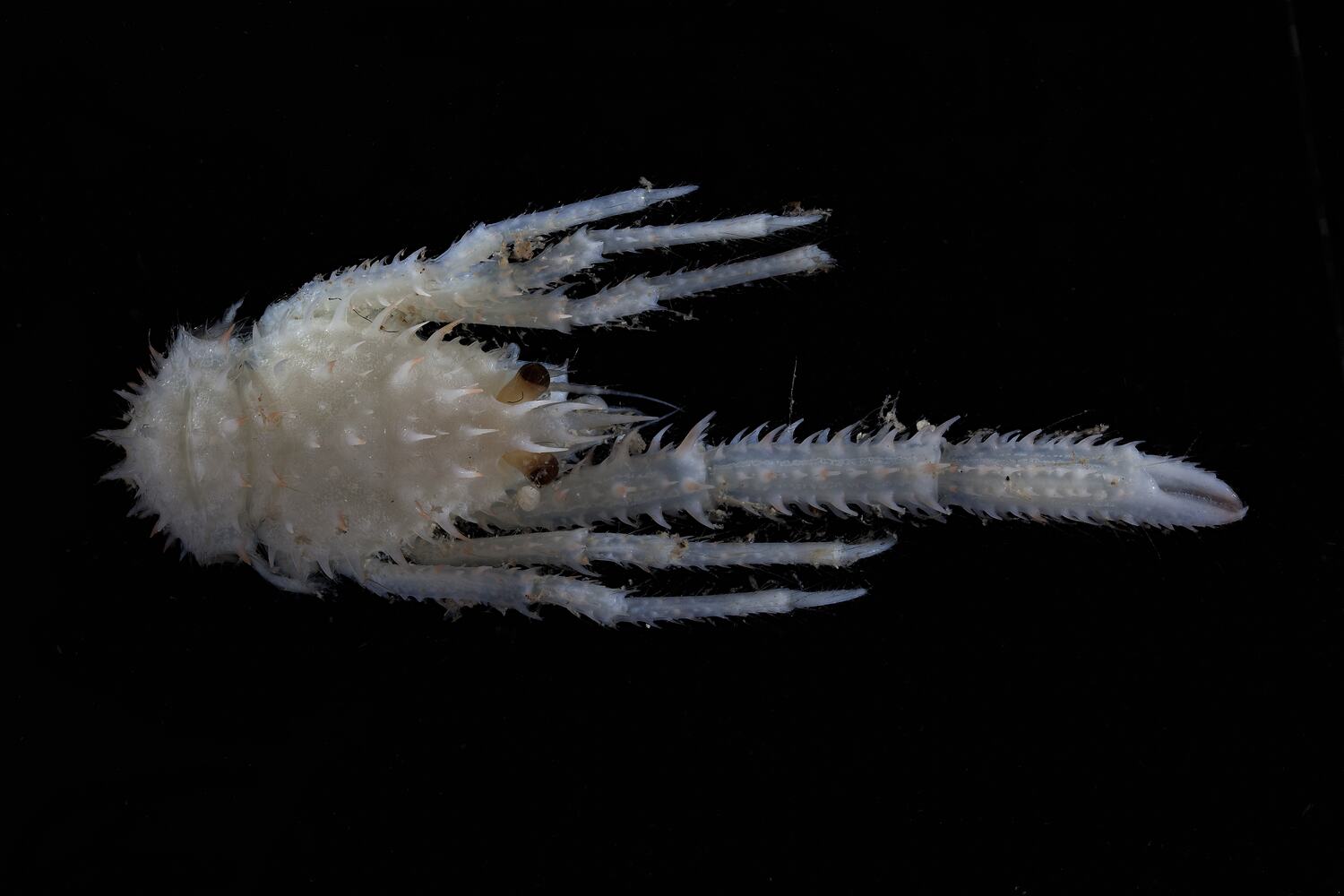 Uroptychus spinirostris Ahyong & Poore, 2004