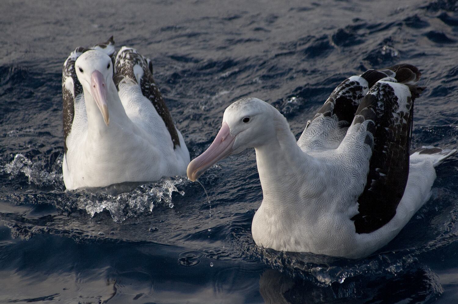 Diomedea exulans, Wandering Albatross