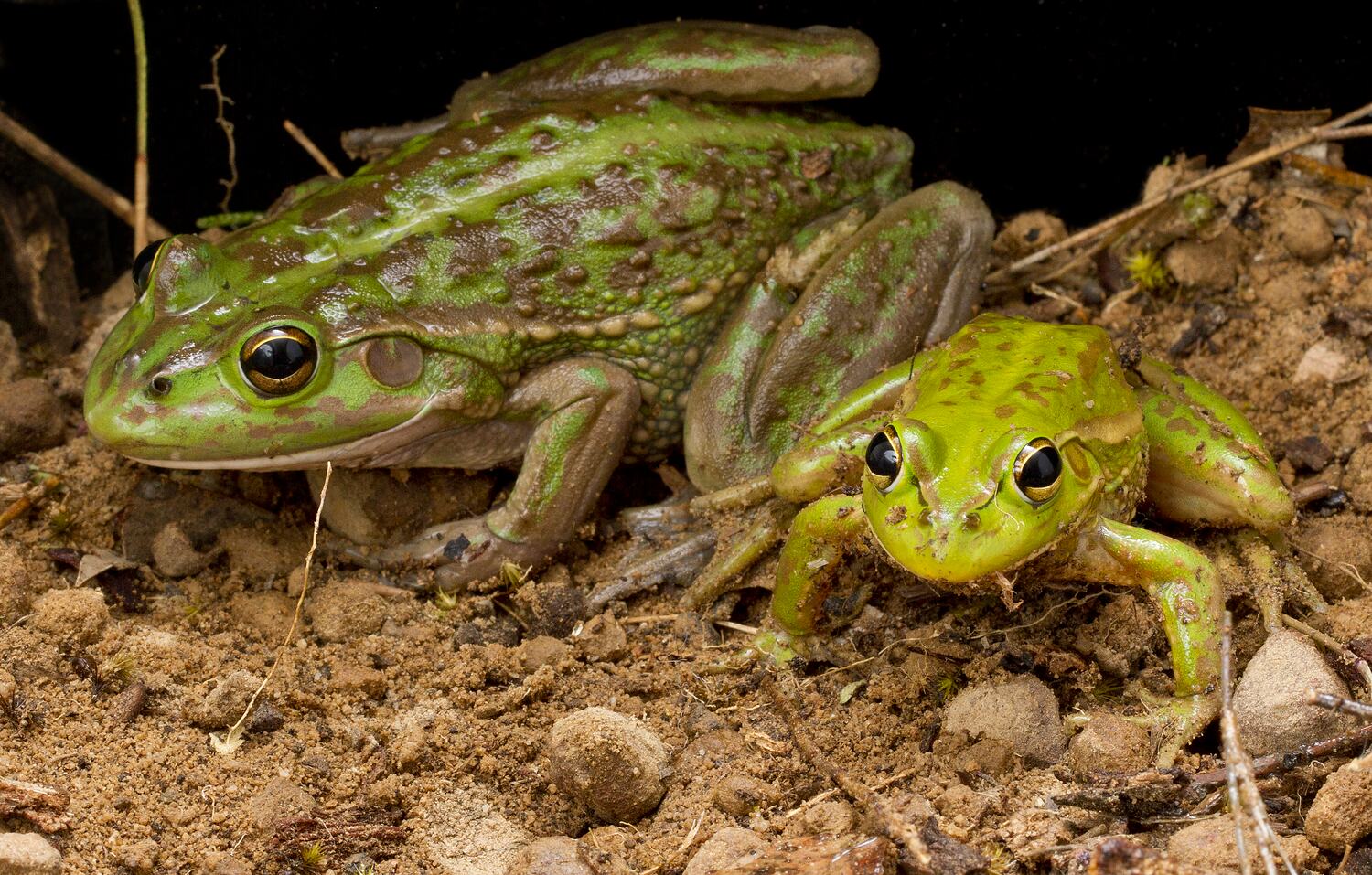 Litoria raniformis (Keferstein, 1867), Southern Bell Frog