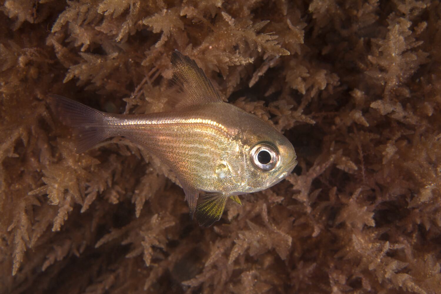 Pempheris multiradiata Klunzinger, 1879, Bigscale Bullseye