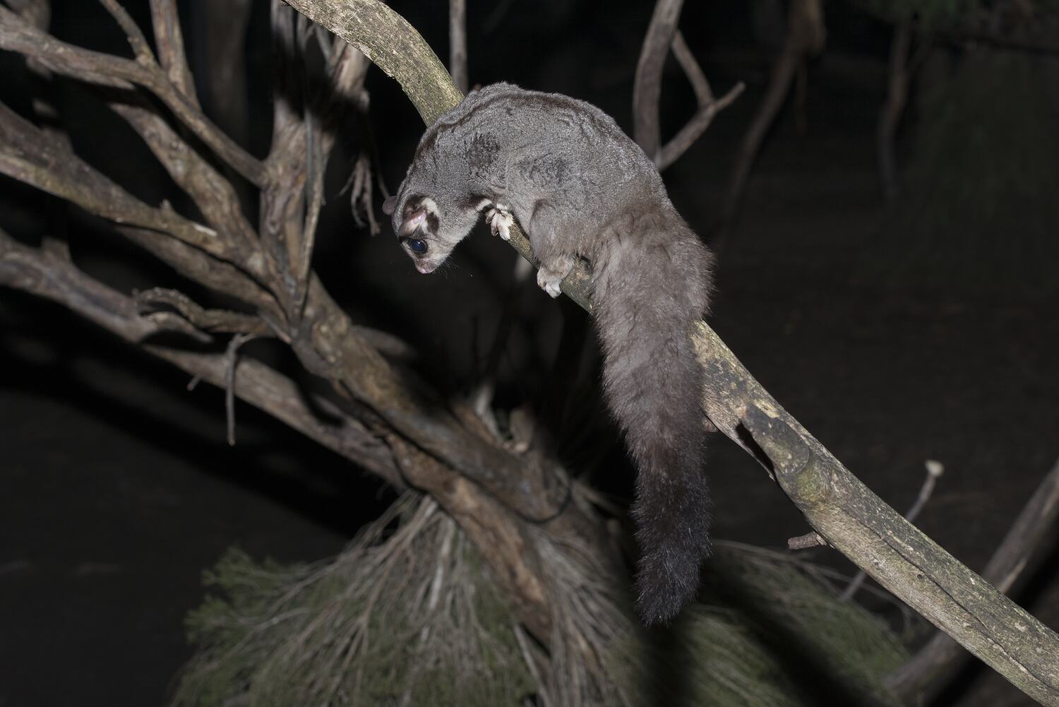 Petaurus norfolcensis, Squirrel Glider
