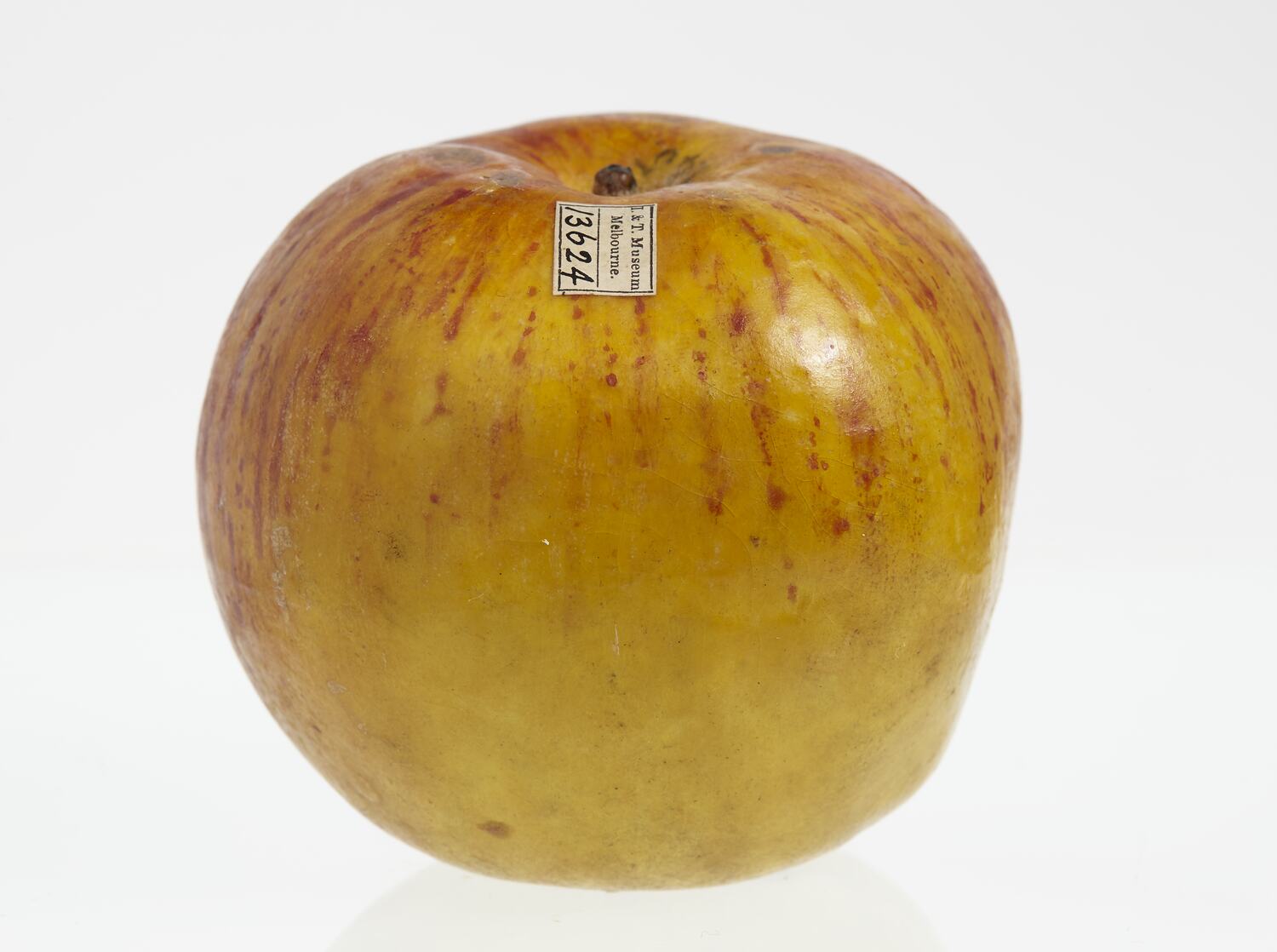 Apple Model - Whatmough's Tom Thumb, Greensborough, 1875