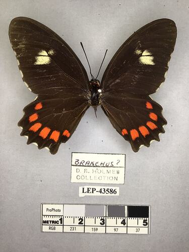 Mimoides ilus (Fabricius, 1793)