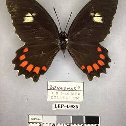 Mimoides ilus (Fabricius, 1793)