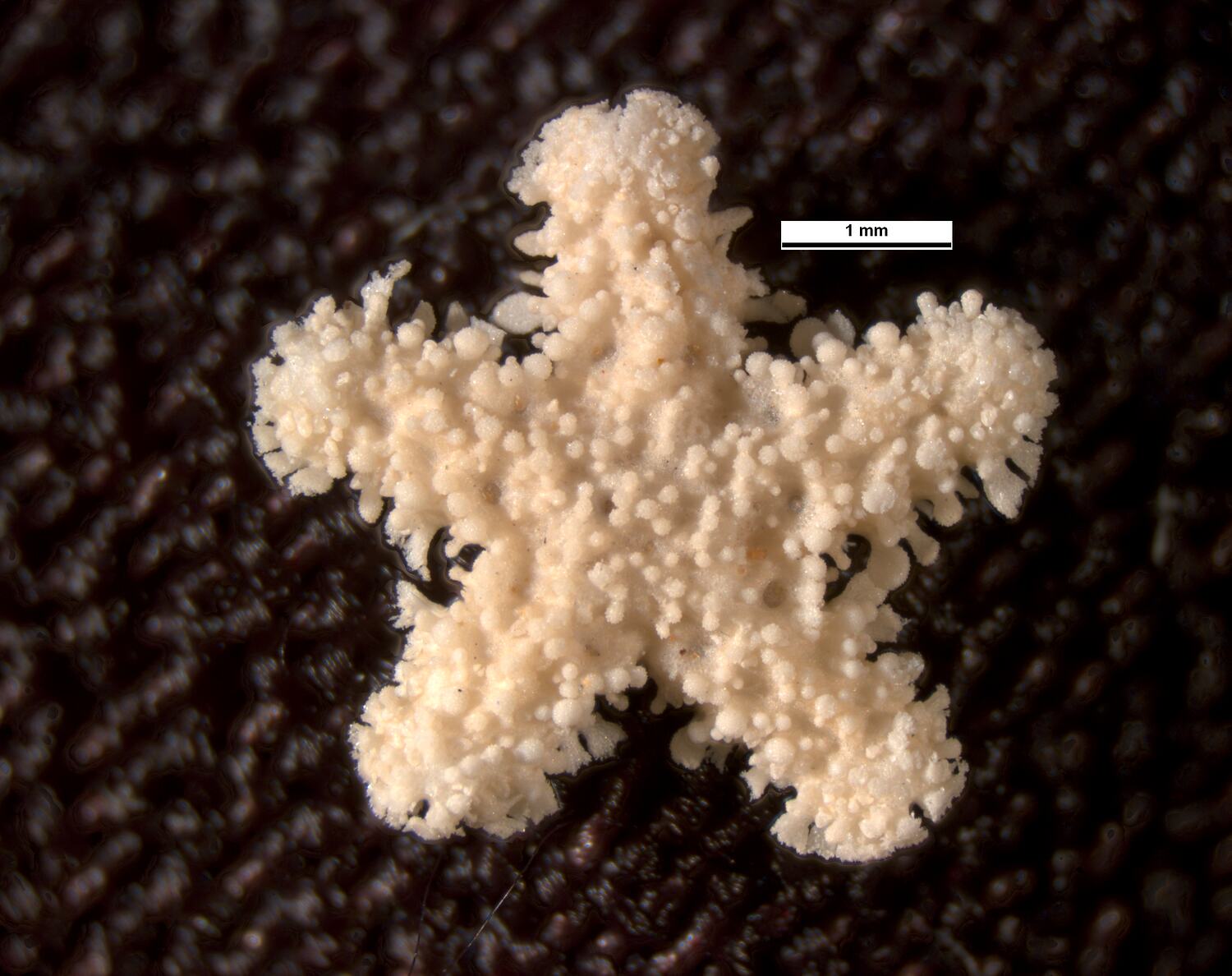 Uniophora granifera (Lamarck, 1816)
