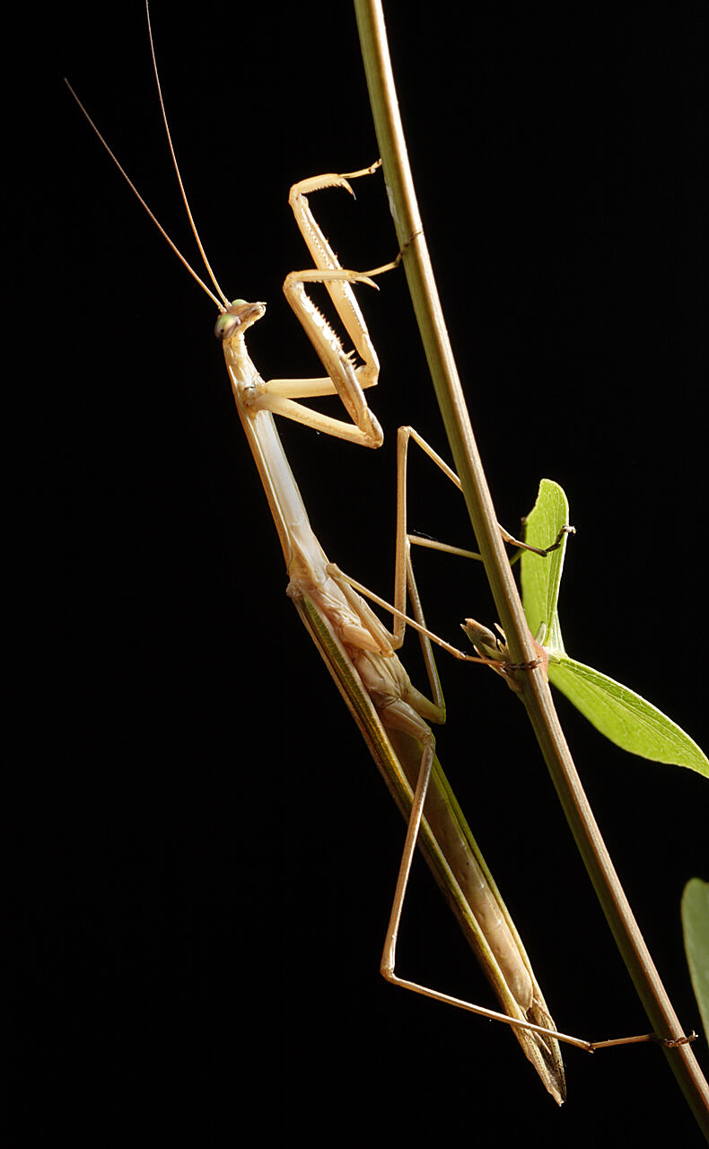 Tenodera australasiae (Leach, 1814), Purple-winged Mantid