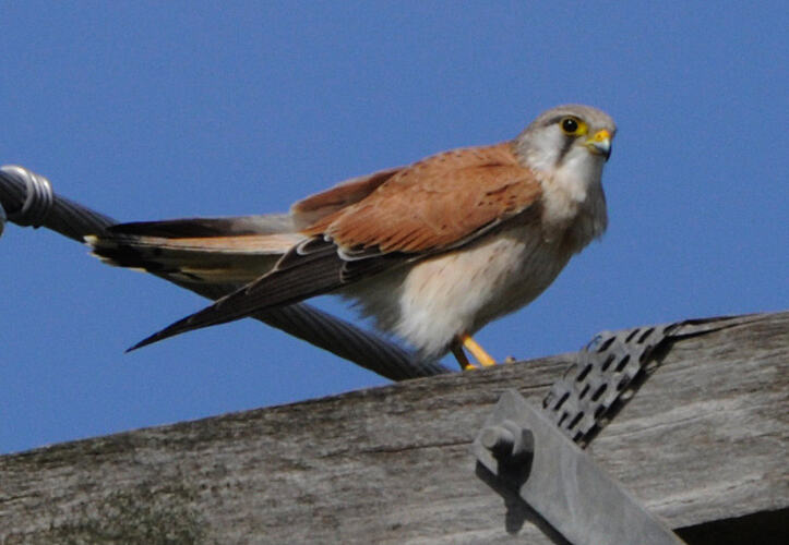 Falco cenchroides Vigors & Horsfield, 1827, Nankeen Kestrel