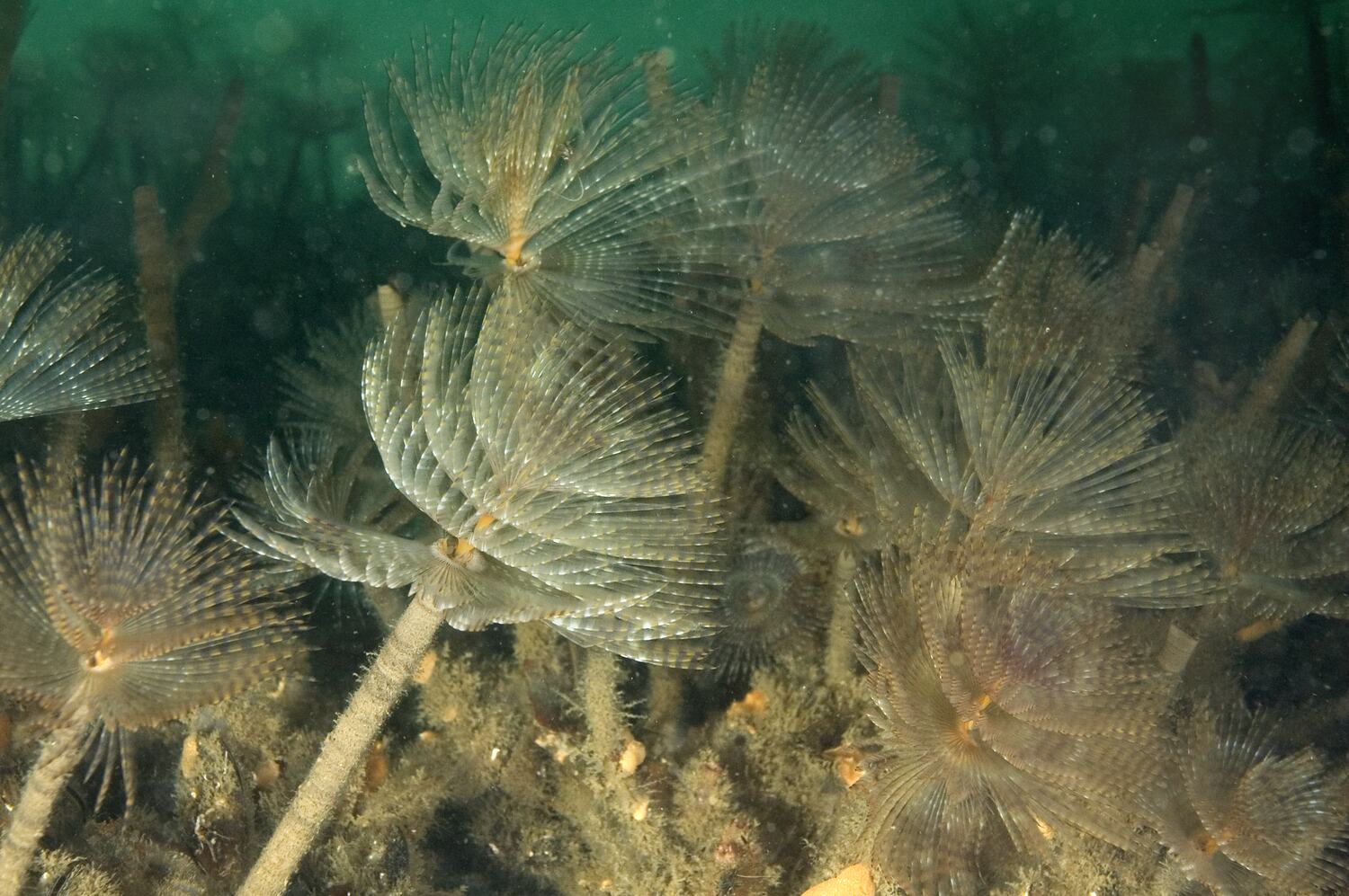 Sabella spallanzanii (Gmelin, 1791), European Fan Worm