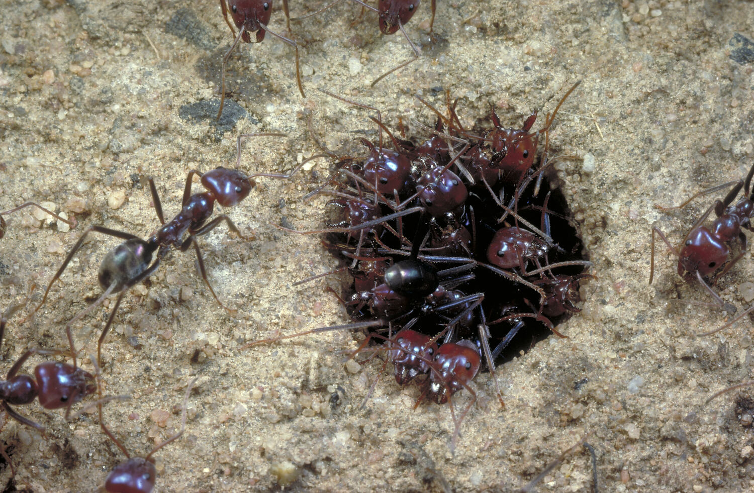 Iridomyrmex purpureus (Smith, 1858), Meat Ant