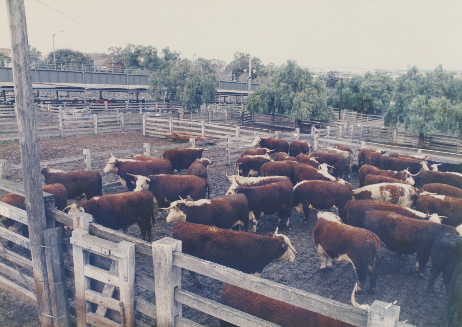 Digital Photograph - Cattle in Holding Yards, Newmarket Saleyards ...