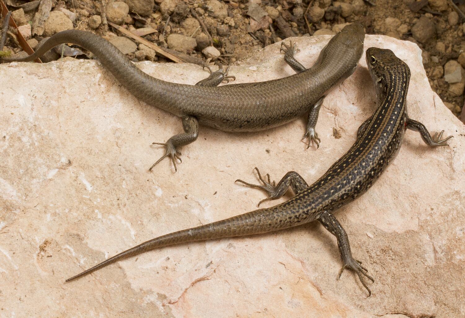 Liopholis whitii (Lacepède, 1804), White's Skink