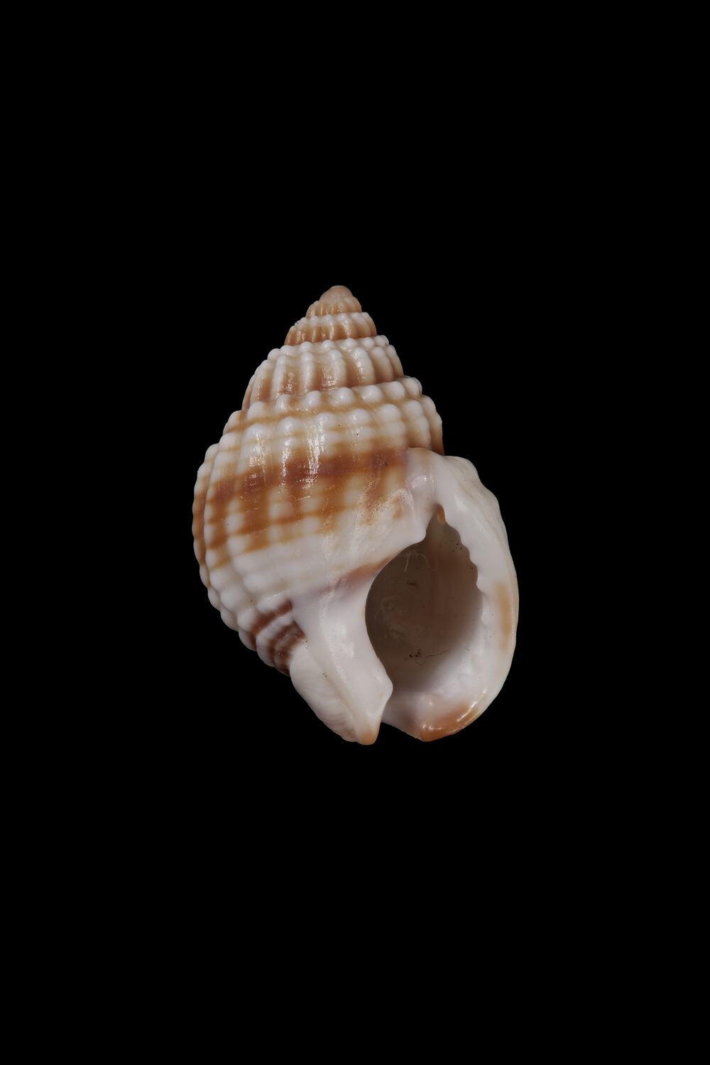 Nassarius