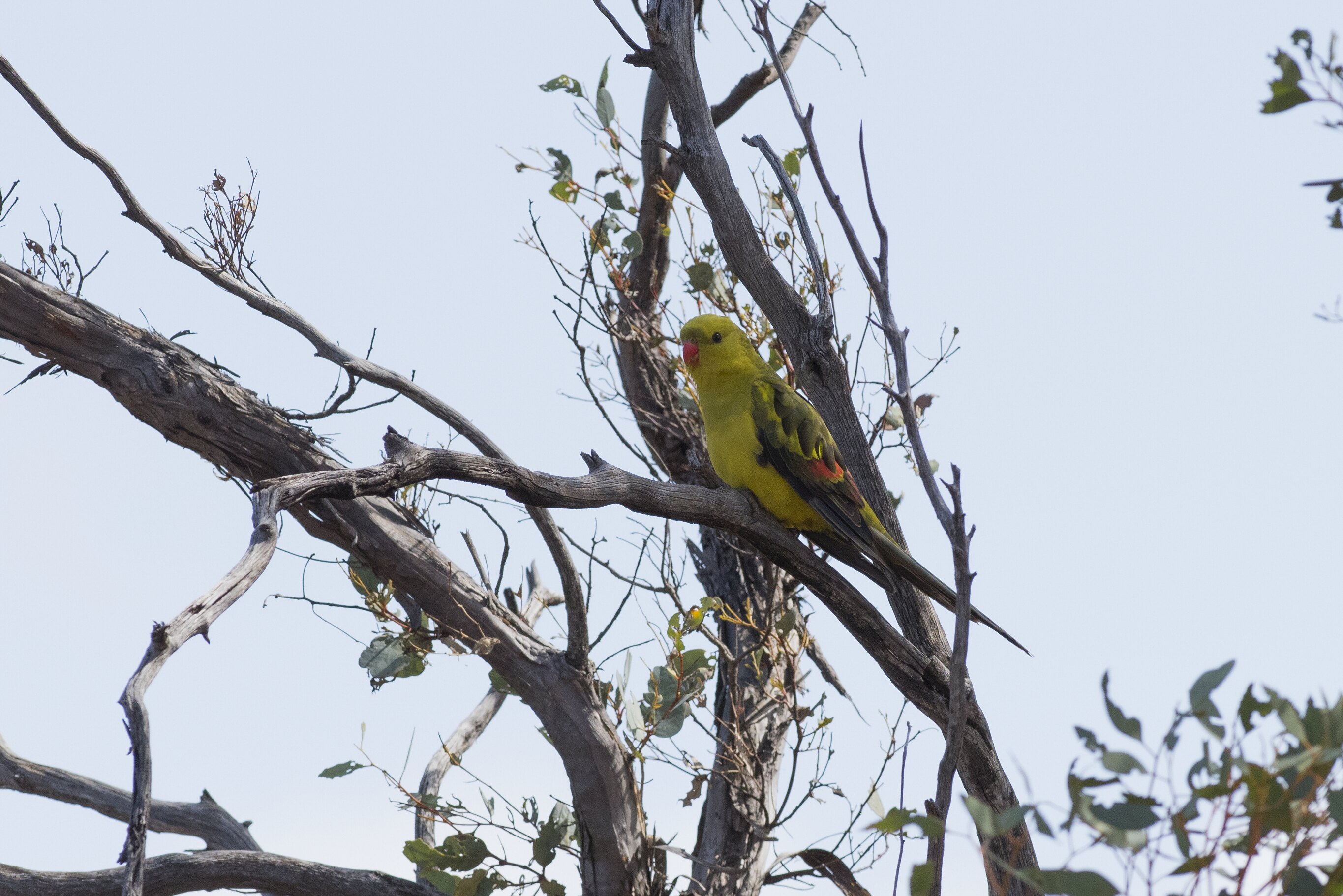 Regent Parrot
