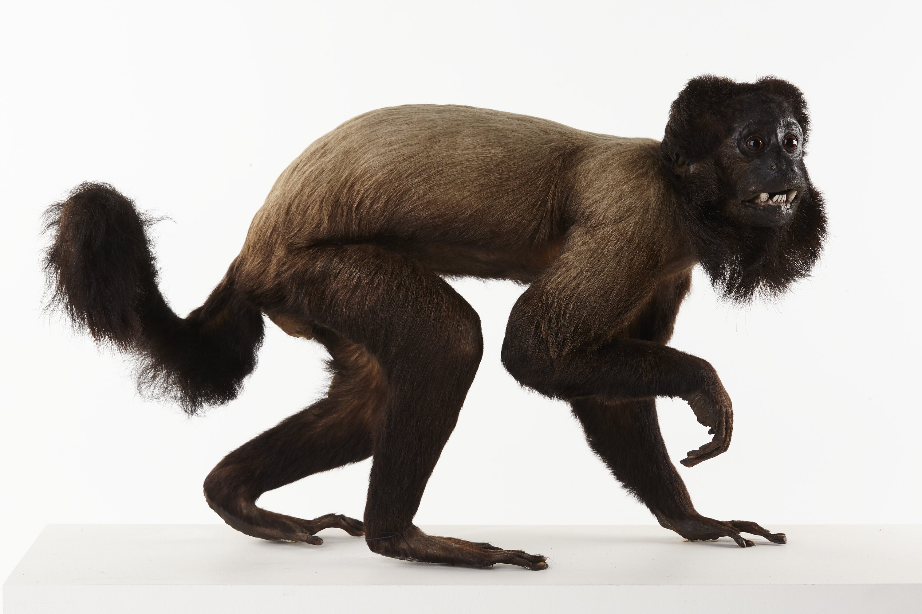 Night At The Museum Monkey