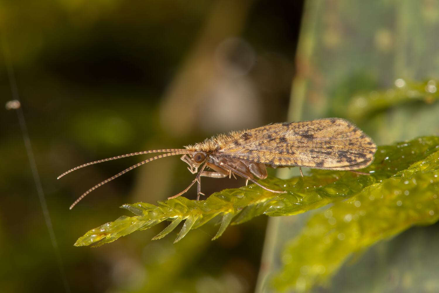 Otway Bioscan - Freshwater insects