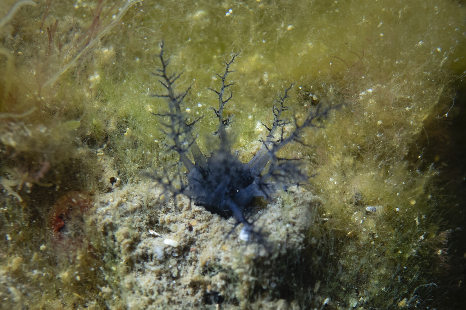 Thyone nigra Joshua & Creed, 1915, Sea Cucumber