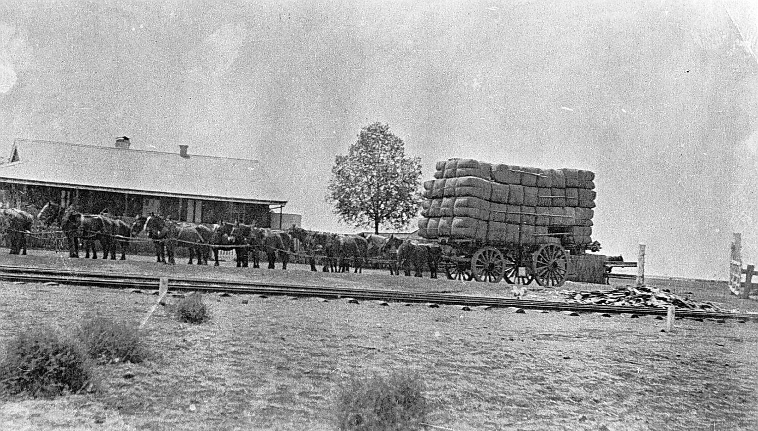 Negative - Horses Pulling a Wagon Laden With Wool Bales on 'Portland ...