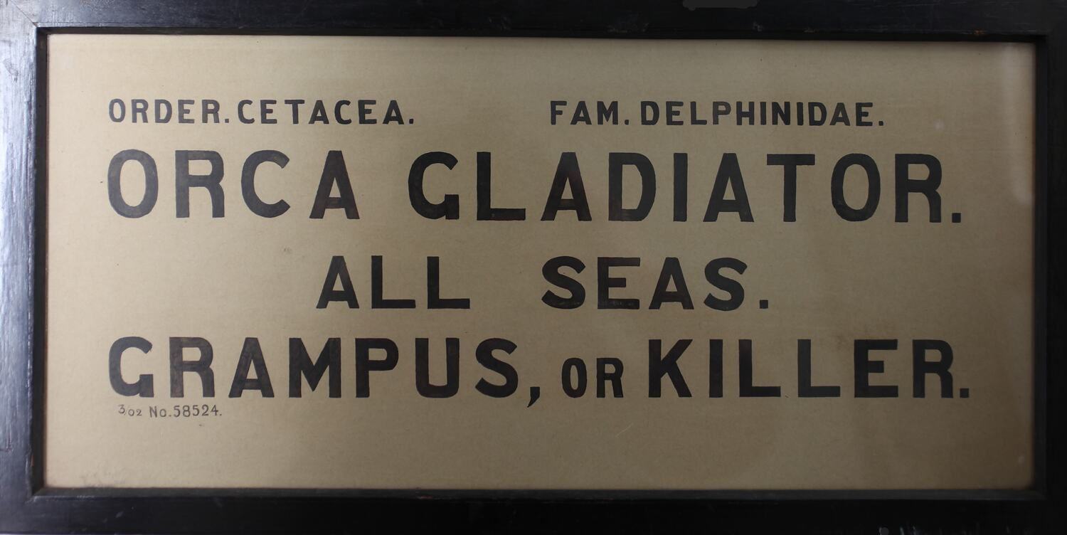 Historic Exhibitions Labels at Museums Victoria: Archiving Didactic ...