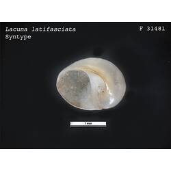 Lacuna latifasciata Adams, 1863