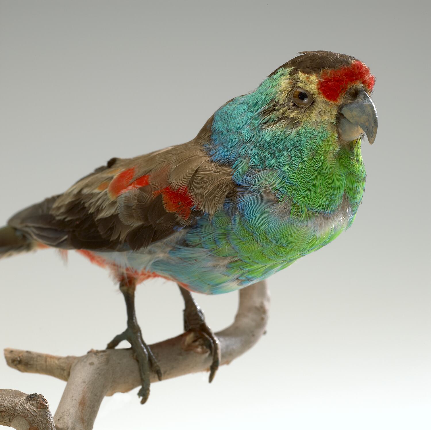 Psephotus pulcherrimus