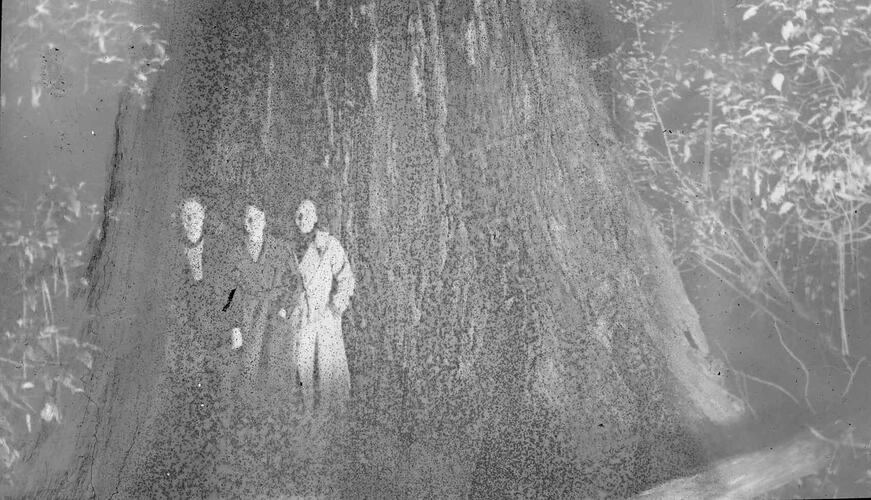 Lantern Slide - Tree Stump, Sherbrooke, Victoria, Date Unknown