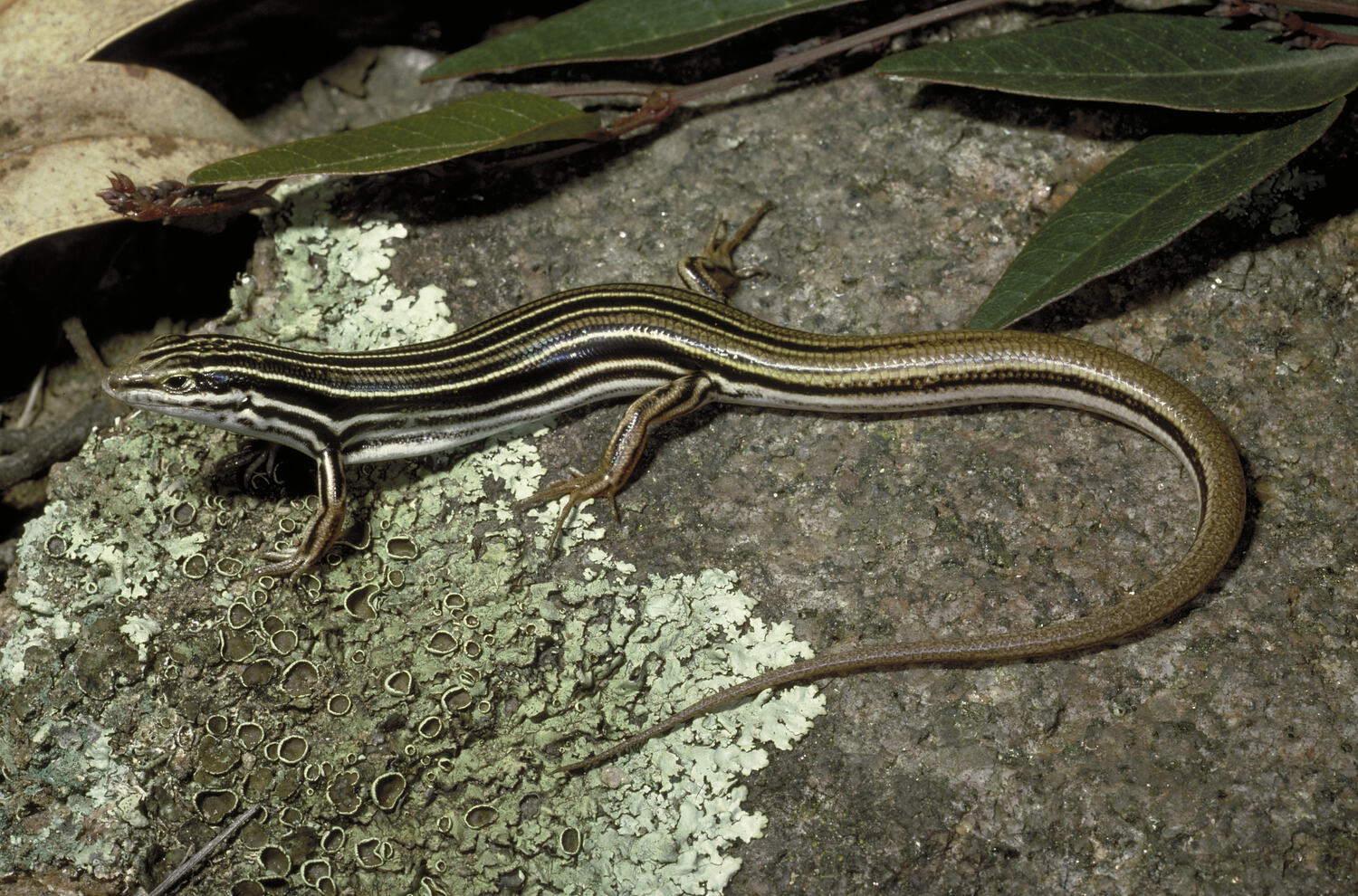 Ctenotus, Ctenotus Skink