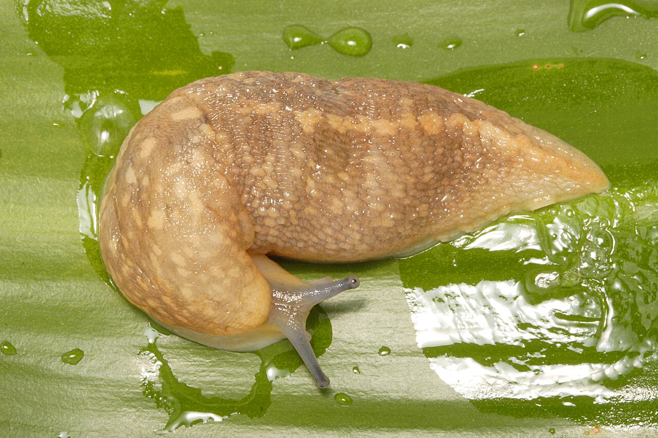 Limacus flavus (Linnaeus, 1758), Great Yellow Slug