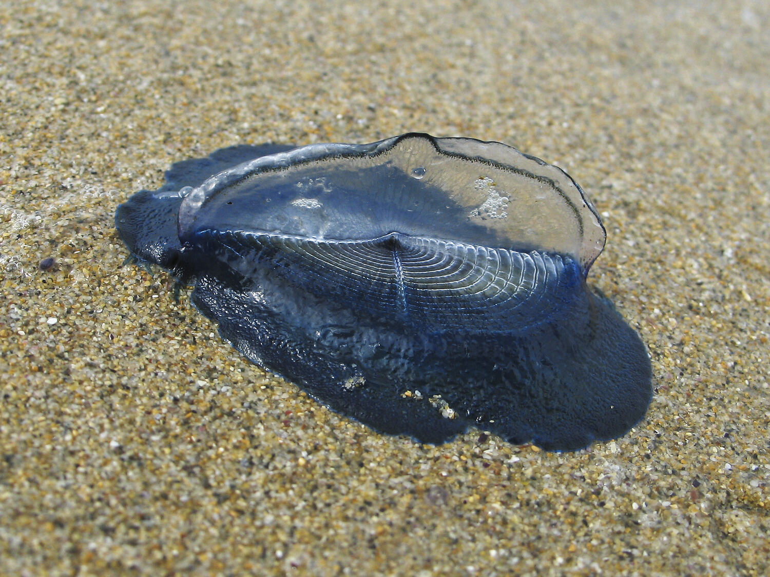 Velella velella (Linnaeus, 1758), By-the-wind Sailor