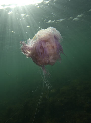 Cyanea annaskala Lendenfeld, 1882, Lion's Mane Jellyfish