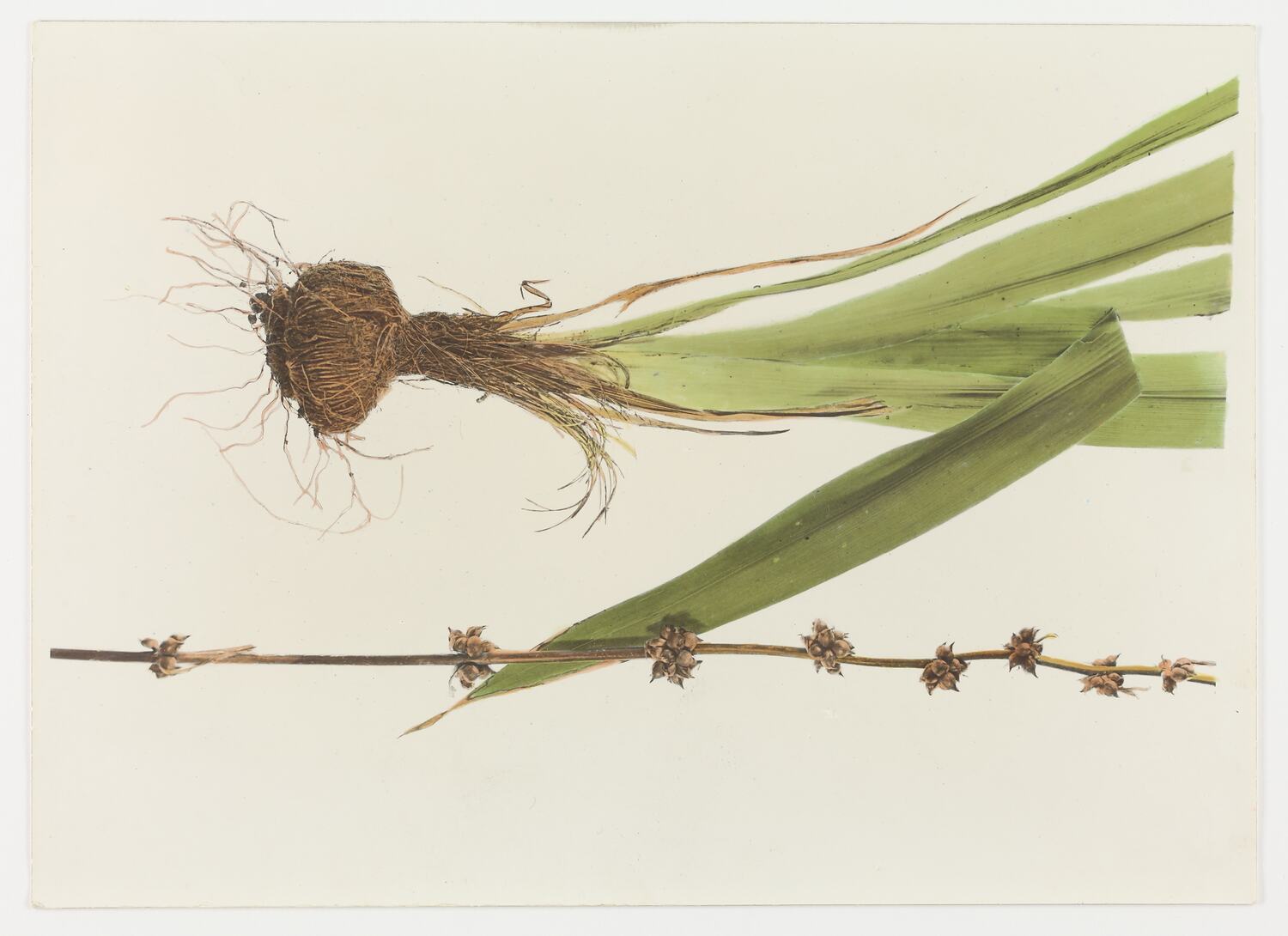 Photograph - Plant Specimen, Watsonia meriana, Victoria, circa 1965